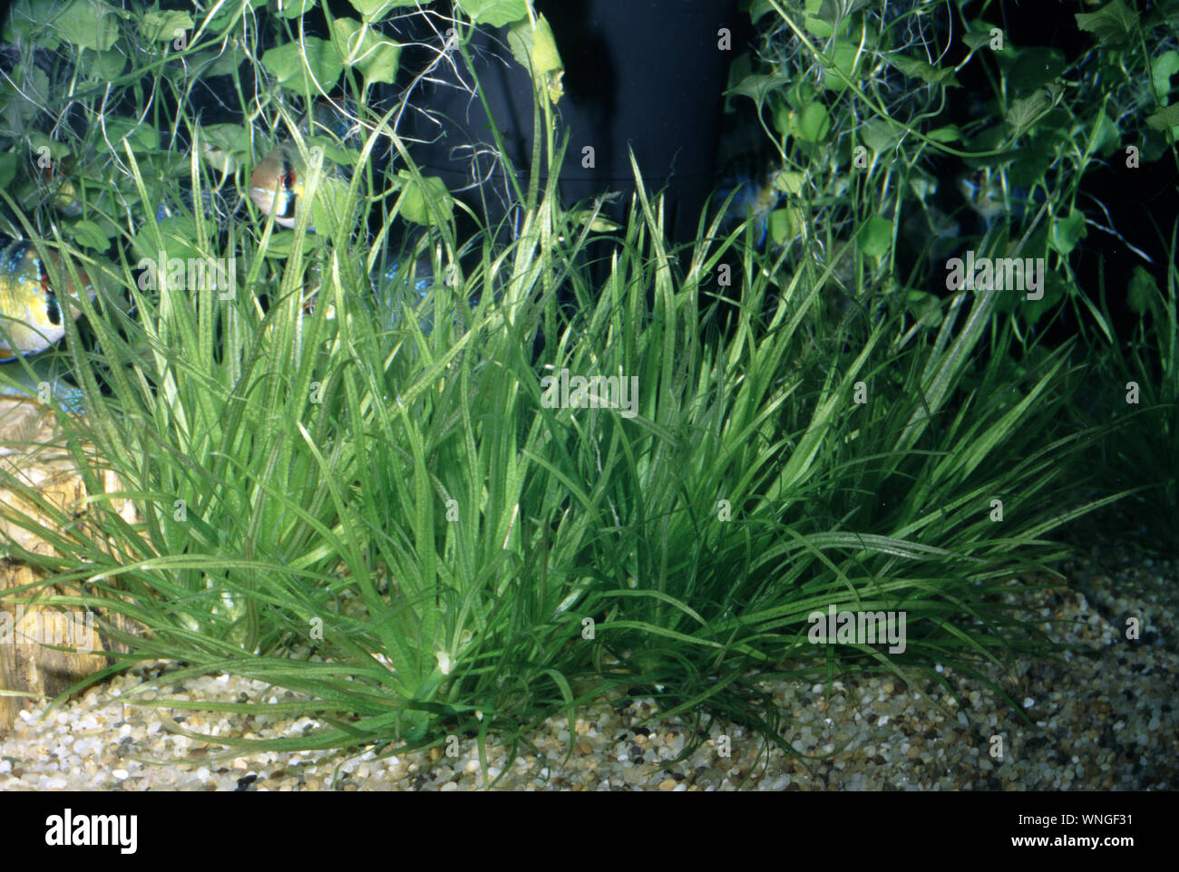 Japanese bamboo plant, Blyxa japonica Stock Photo - Alamy