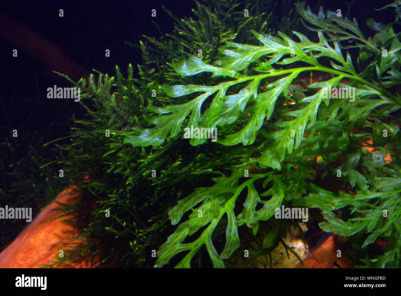 African water fern, Bolbitis heudelotii Stock Photo - Alamy