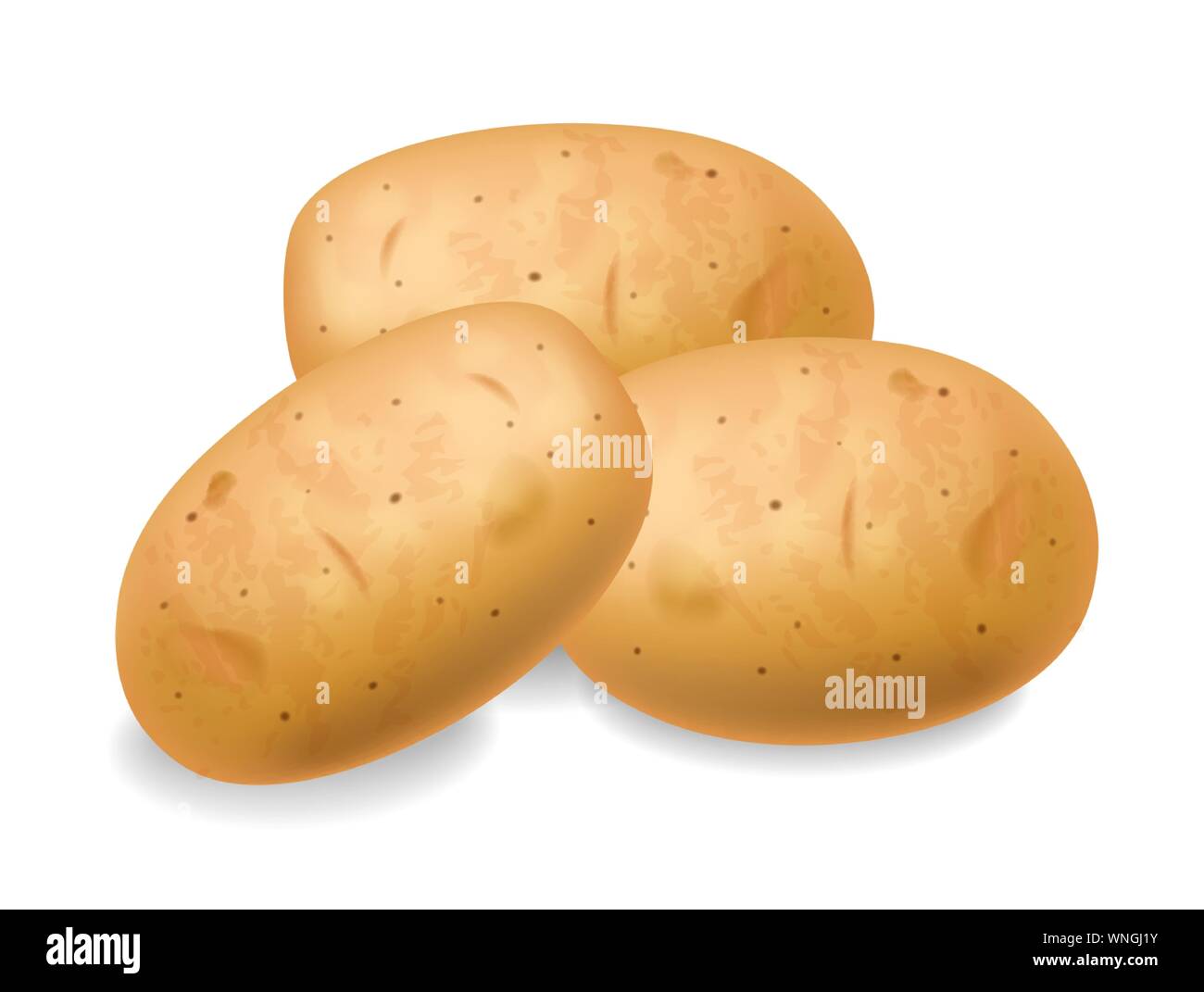 Potatoes Vector realistic isolated on white 3d illustration Stock ...