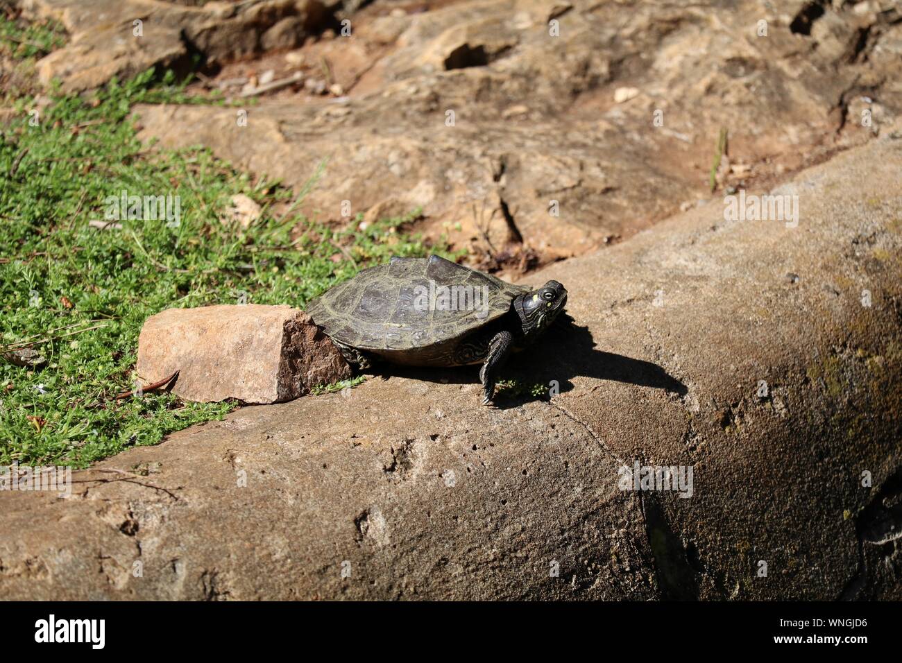 Turtle formation hi-res stock photography and images - Alamy