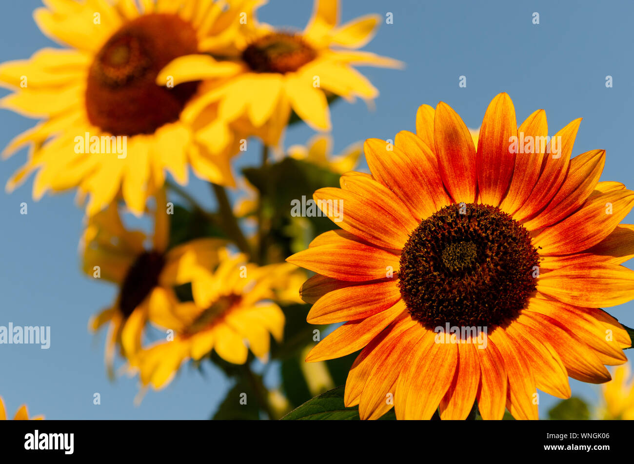 Heliotropic flower hi-res stock photography and images - Alamy