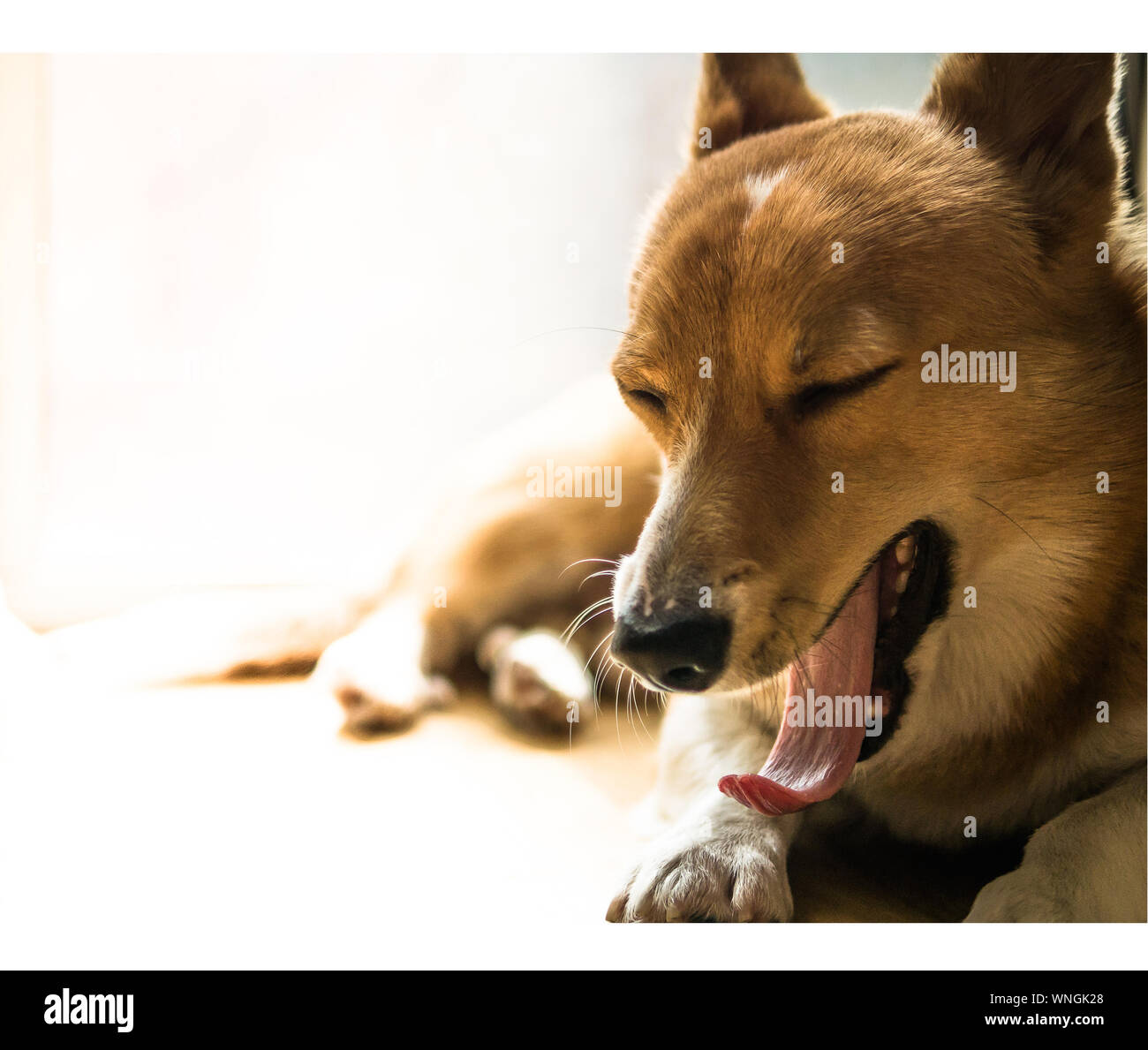 Corgi lying down hi-res stock photography and images - Alamy