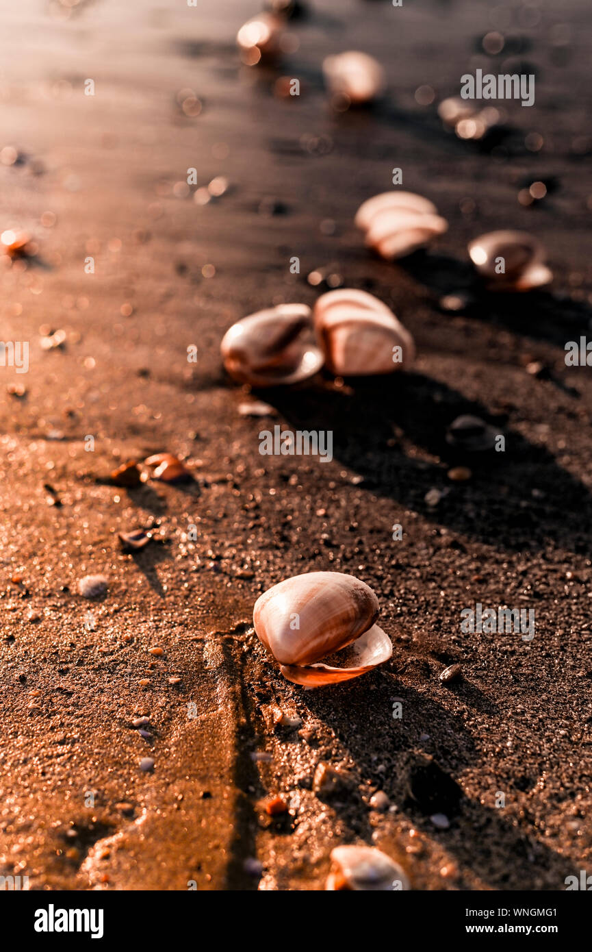 Seashell on beach in maldives hi-res stock photography and images - Alamy