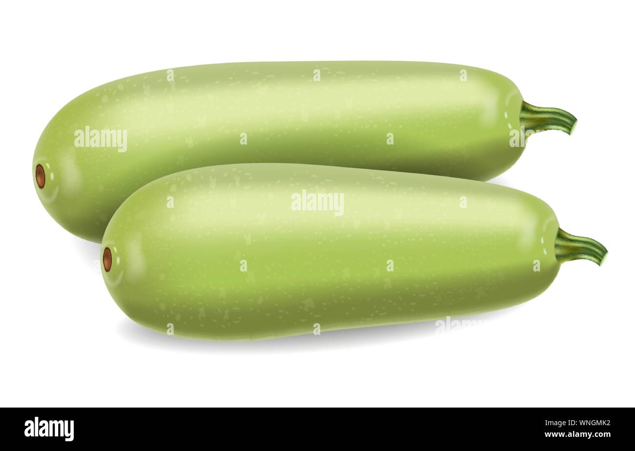 Zucchini Vector realistic isolated on white. Fresh raw vegetable ...