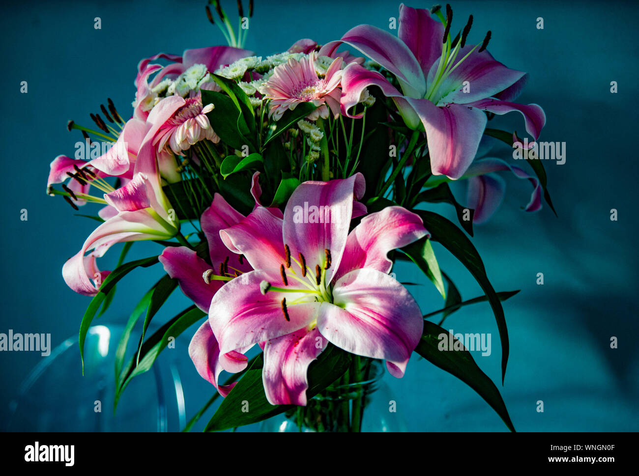 Stargazer lily hi-res stock photography and images - Alamy