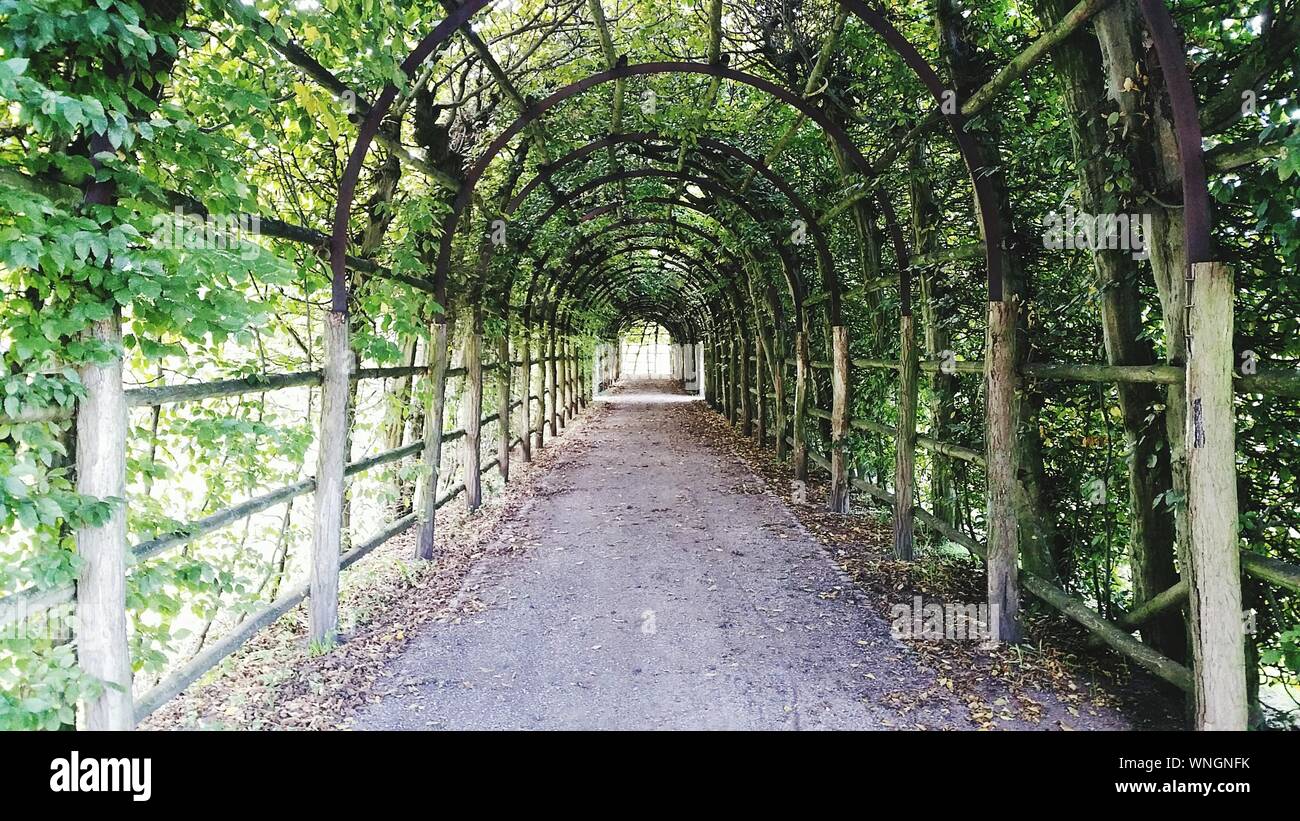 Archway of trees hi-res stock photography and images - Alamy