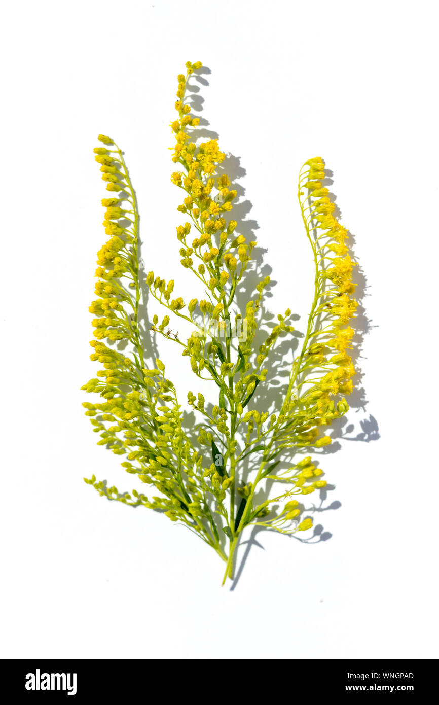 Solidago Canadensis Stock Photos & Solidago Canadensis Stock Images - Alamy