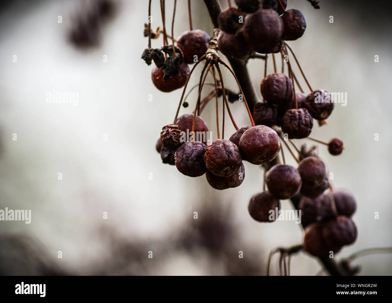 Bad berry hi-res stock photography and images - Alamy