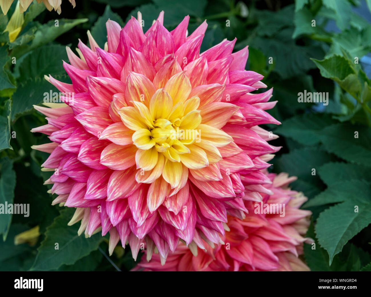 Dahlia Mabel Ann - giant flowered dahlia Stock Photo - Alamy