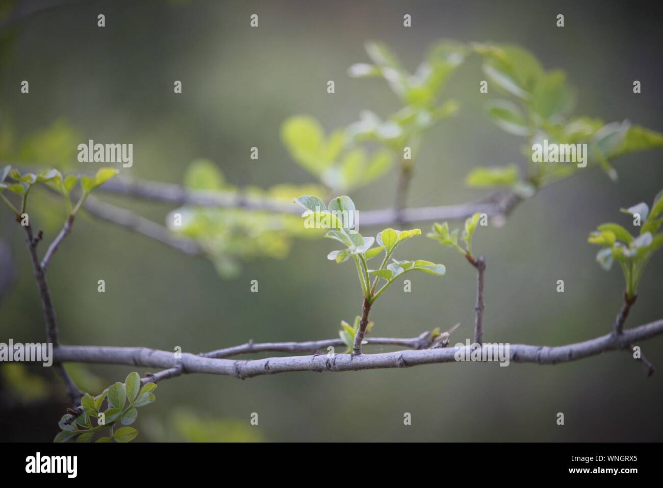 Very small leaves hi-res stock photography and images - Alamy