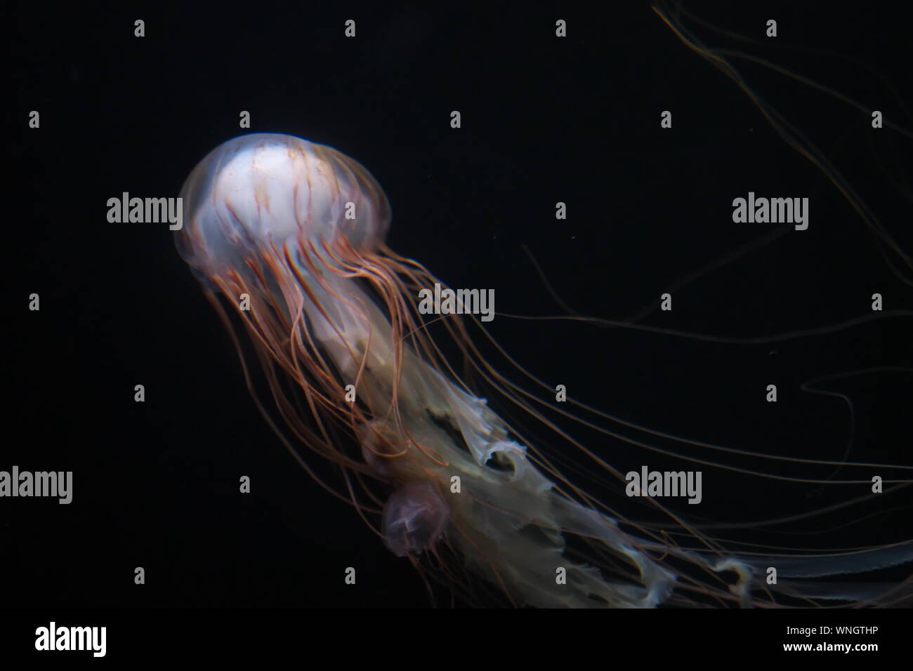 White jellyfish hi-res stock photography and images - Alamy