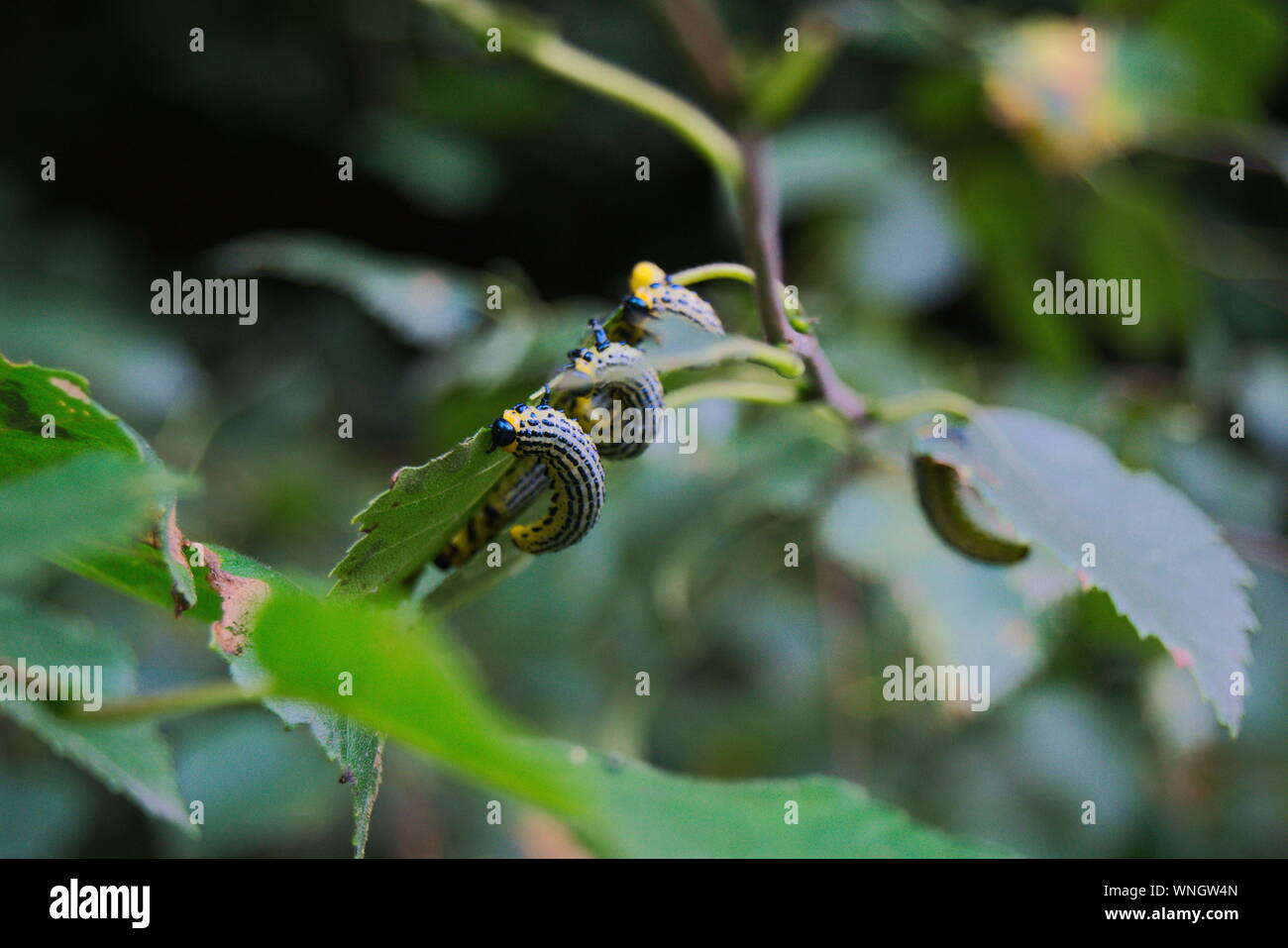 Close up worm hi-res stock photography and images - Alamy