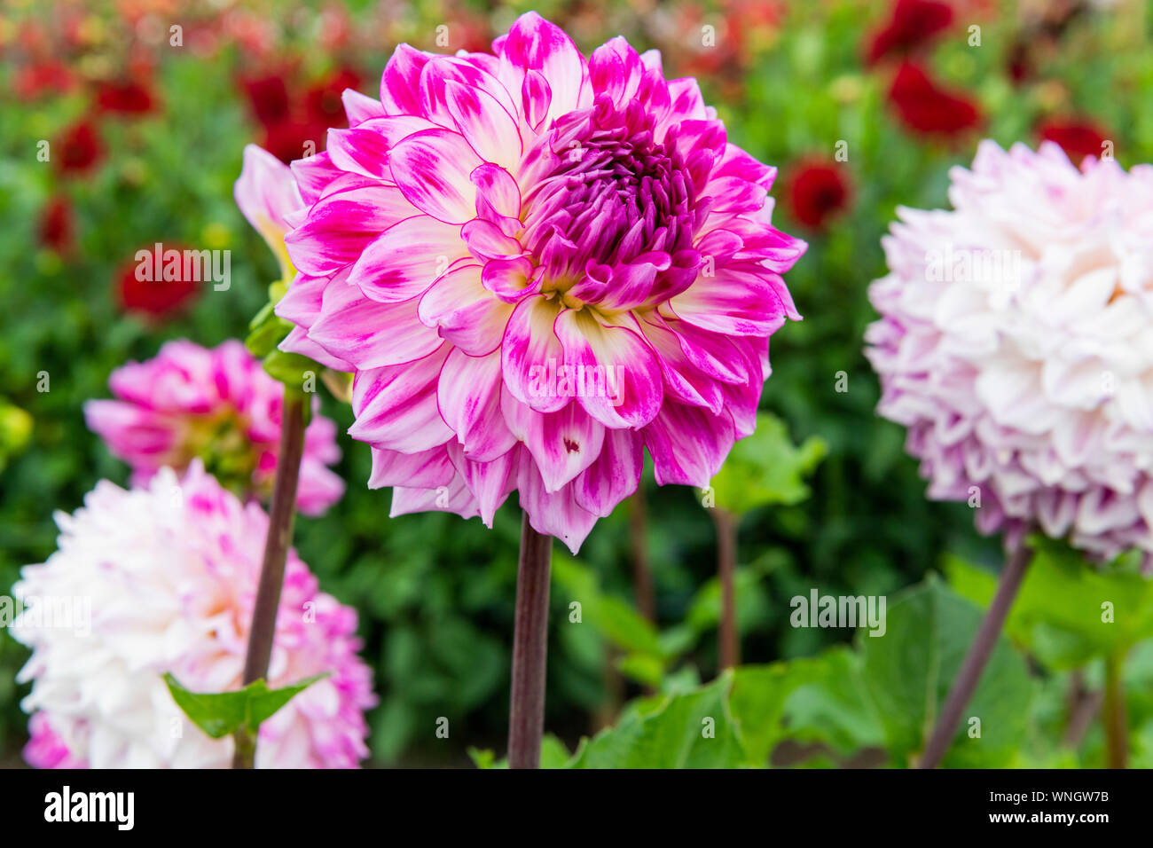 Dahlia field st albans hertfordshire hi-res stock photography and ...