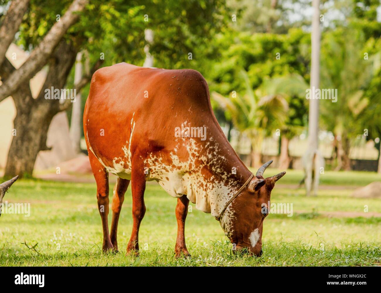 One cow side view on field hi-res stock photography and images - Alamy