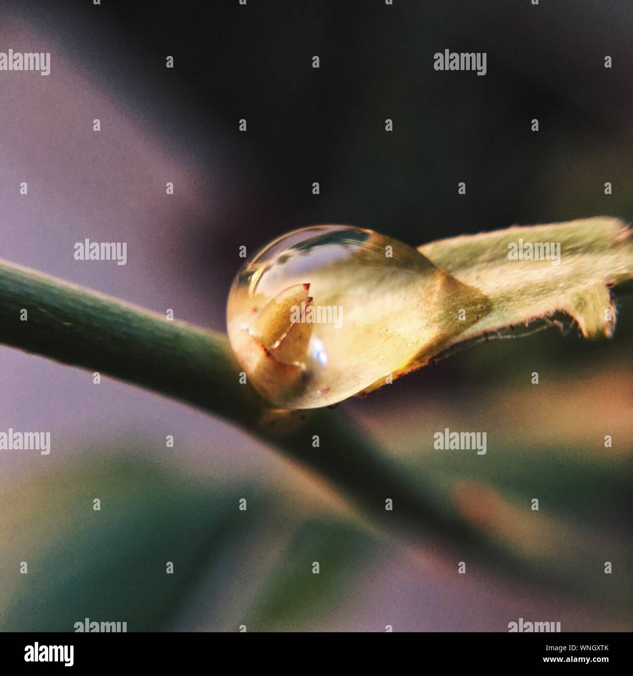 Selective focus macro leaf stem hi-res stock photography and images - Alamy