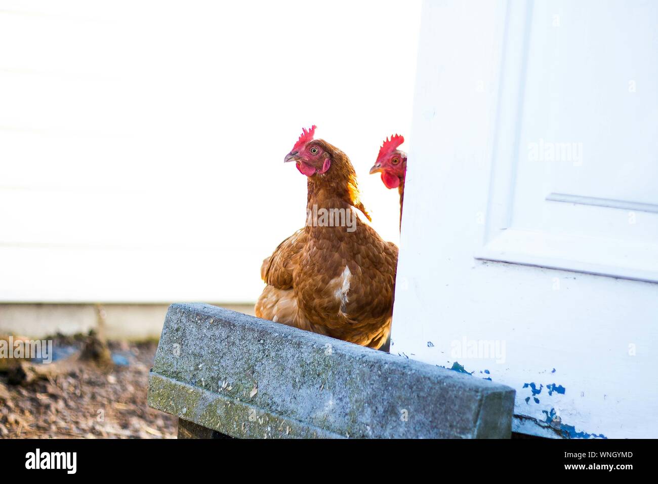 Two white chickens hi-res stock photography and images - Alamy