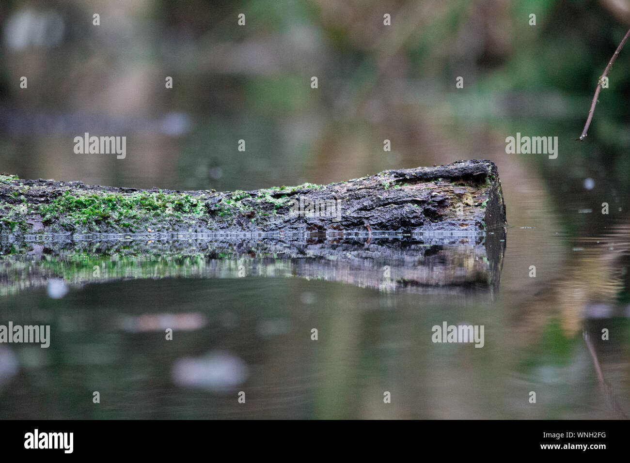 Old wet wood hi-res stock photography and images - Alamy