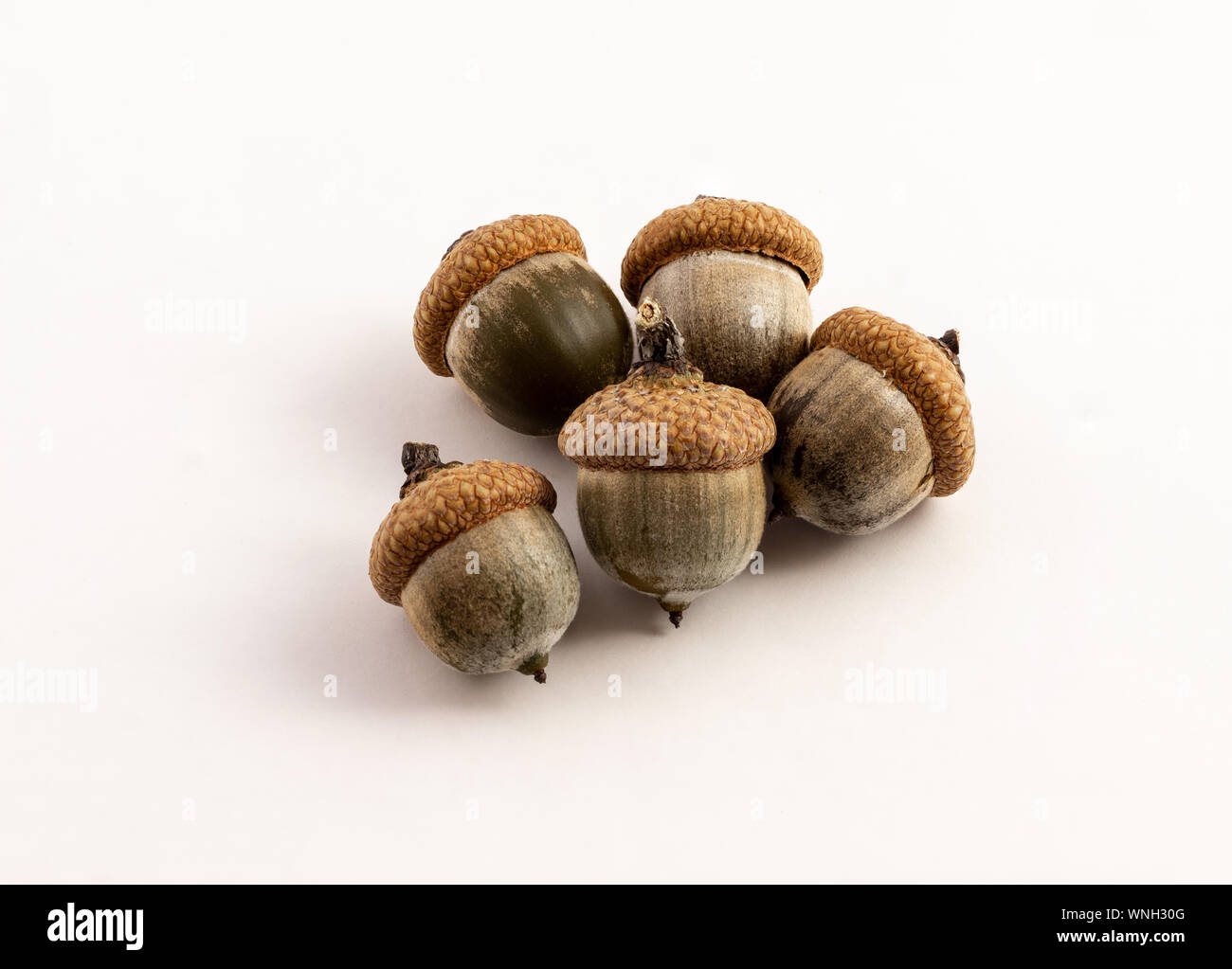 group of green acorn on white background Stock Photo - Alamy