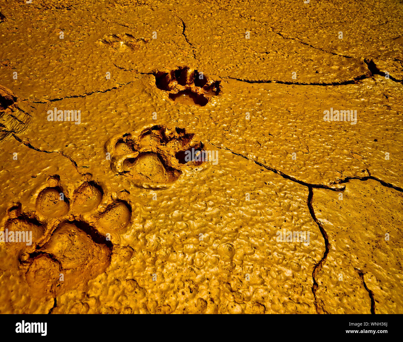 Wet paw prints hi-res stock photography and images - Alamy