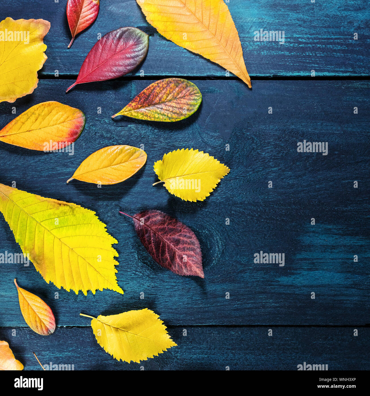 Autumn background with vibrant fall leaves on a dark blue texture, a ...