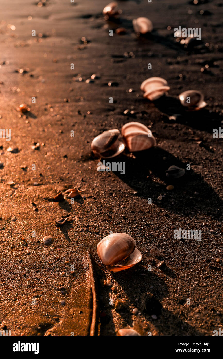 Seashell on beach in maldives hi-res stock photography and images - Alamy