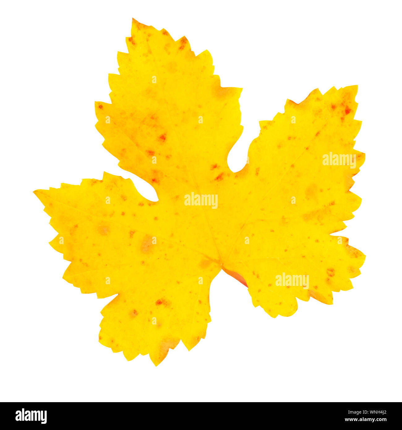 Yellow autumn leaf of a vine, isolated on a white background with a ...