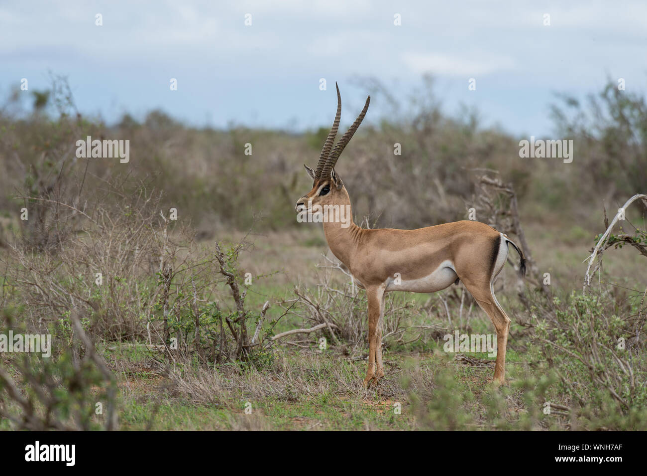 East african fauna hi-res stock photography and images - Alamy