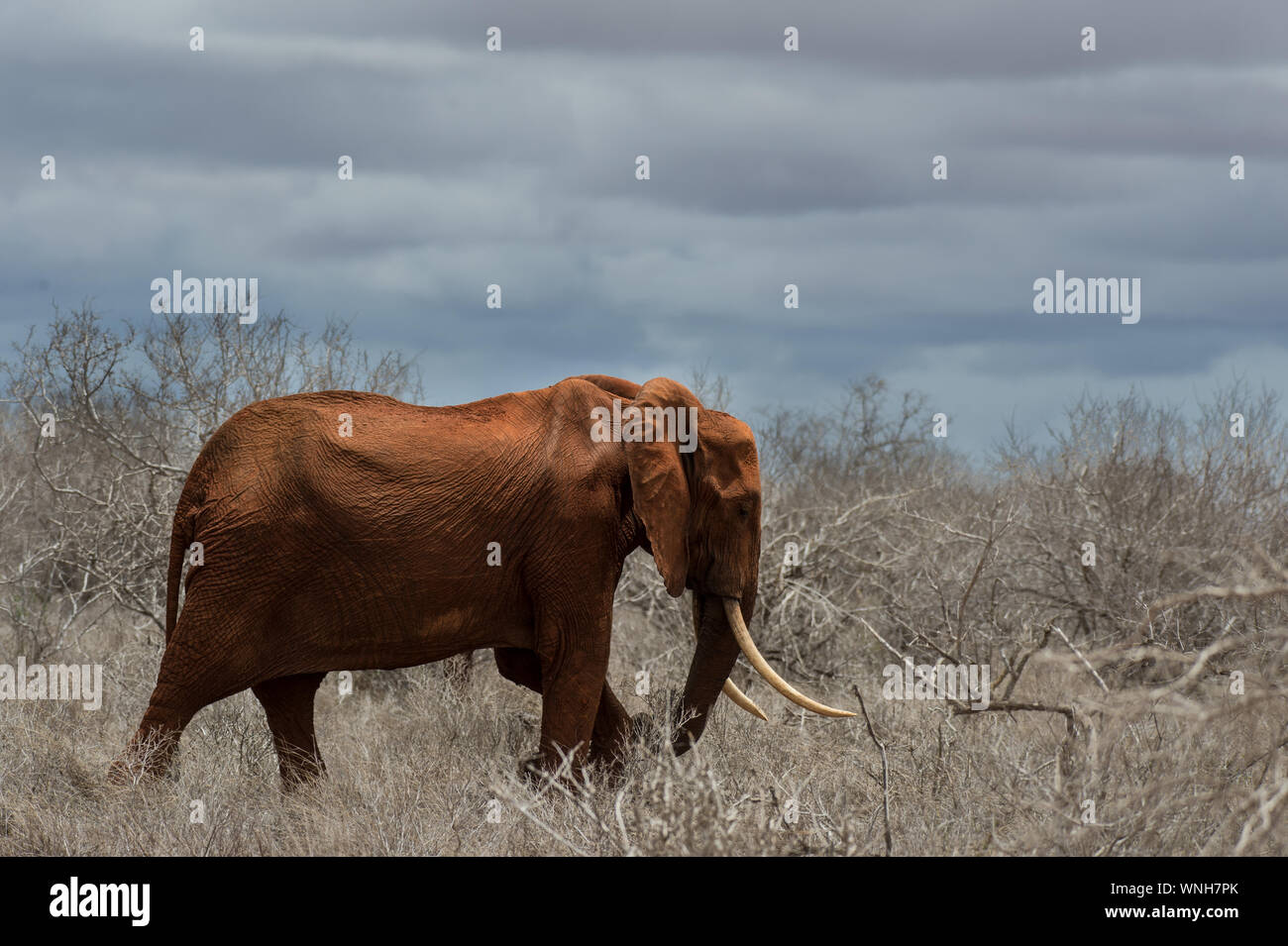 Red african elephant hi-res stock photography and images - Alamy