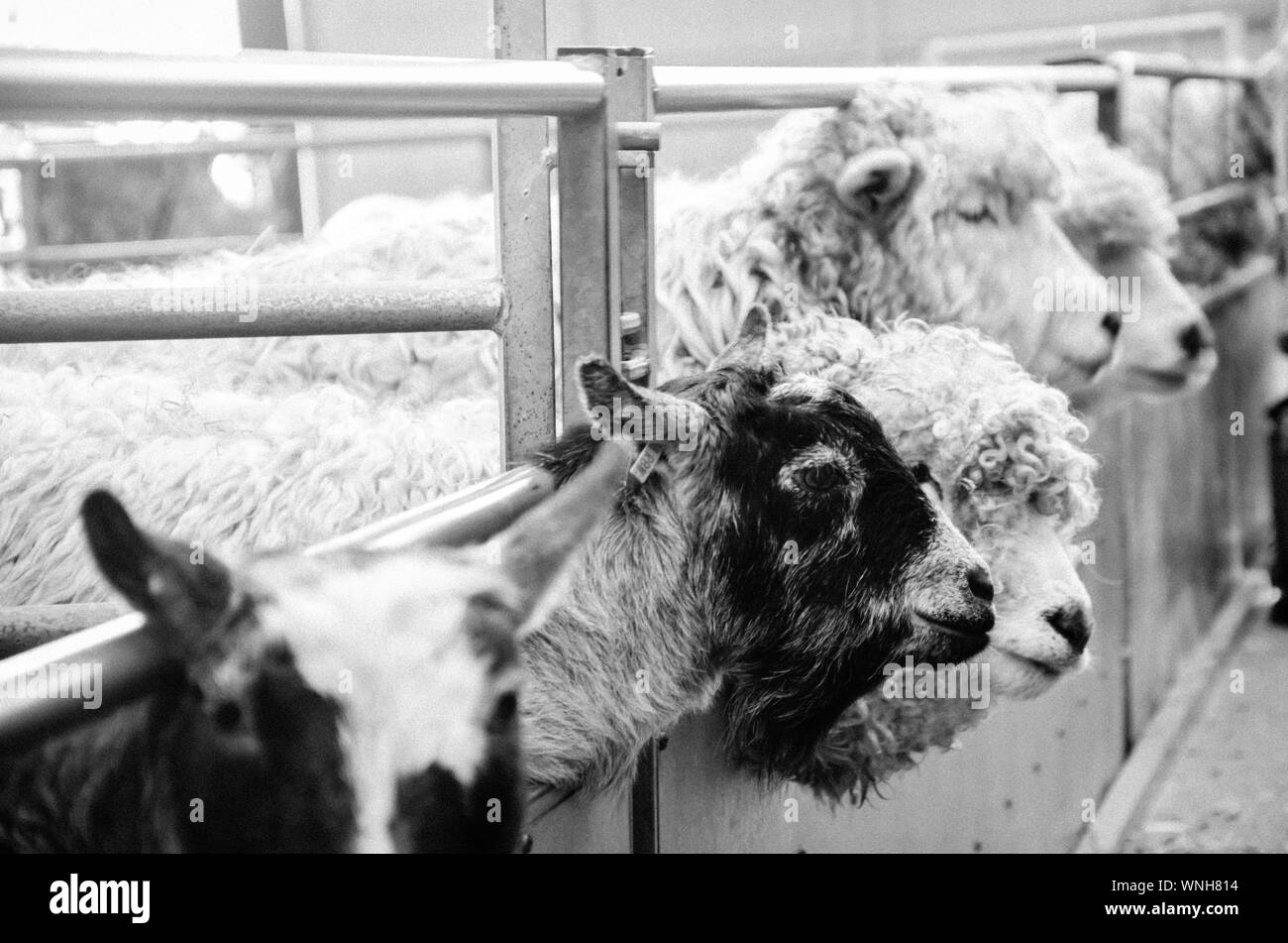 Goats and sheep hi-res stock photography and images - Alamy