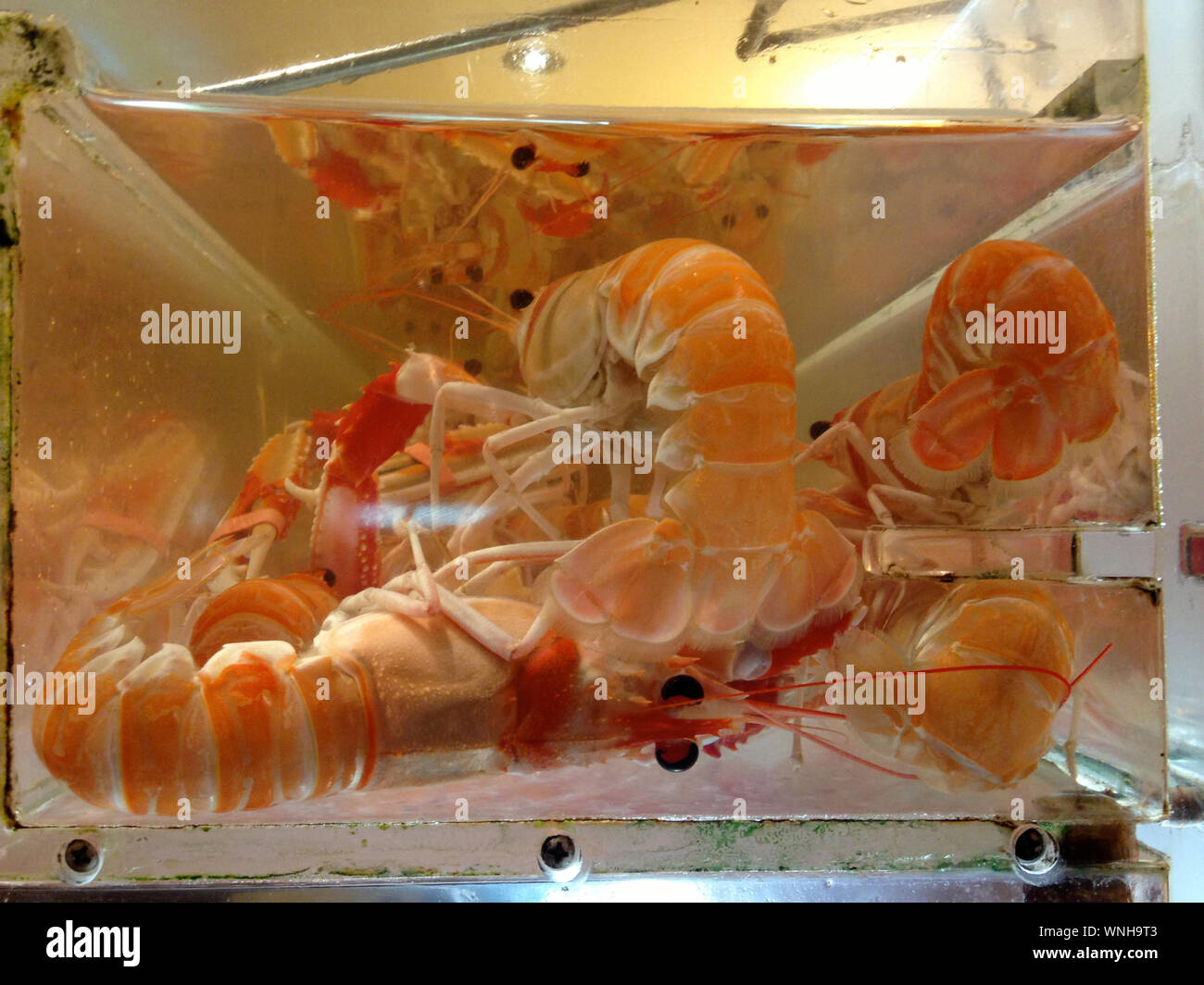 Seafood tank hi-res stock photography and images - Alamy