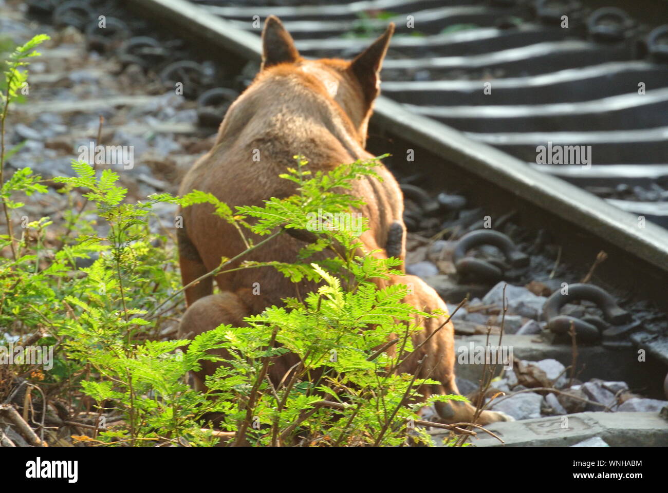 Animal defecating hi-res stock photography and images - Alamy