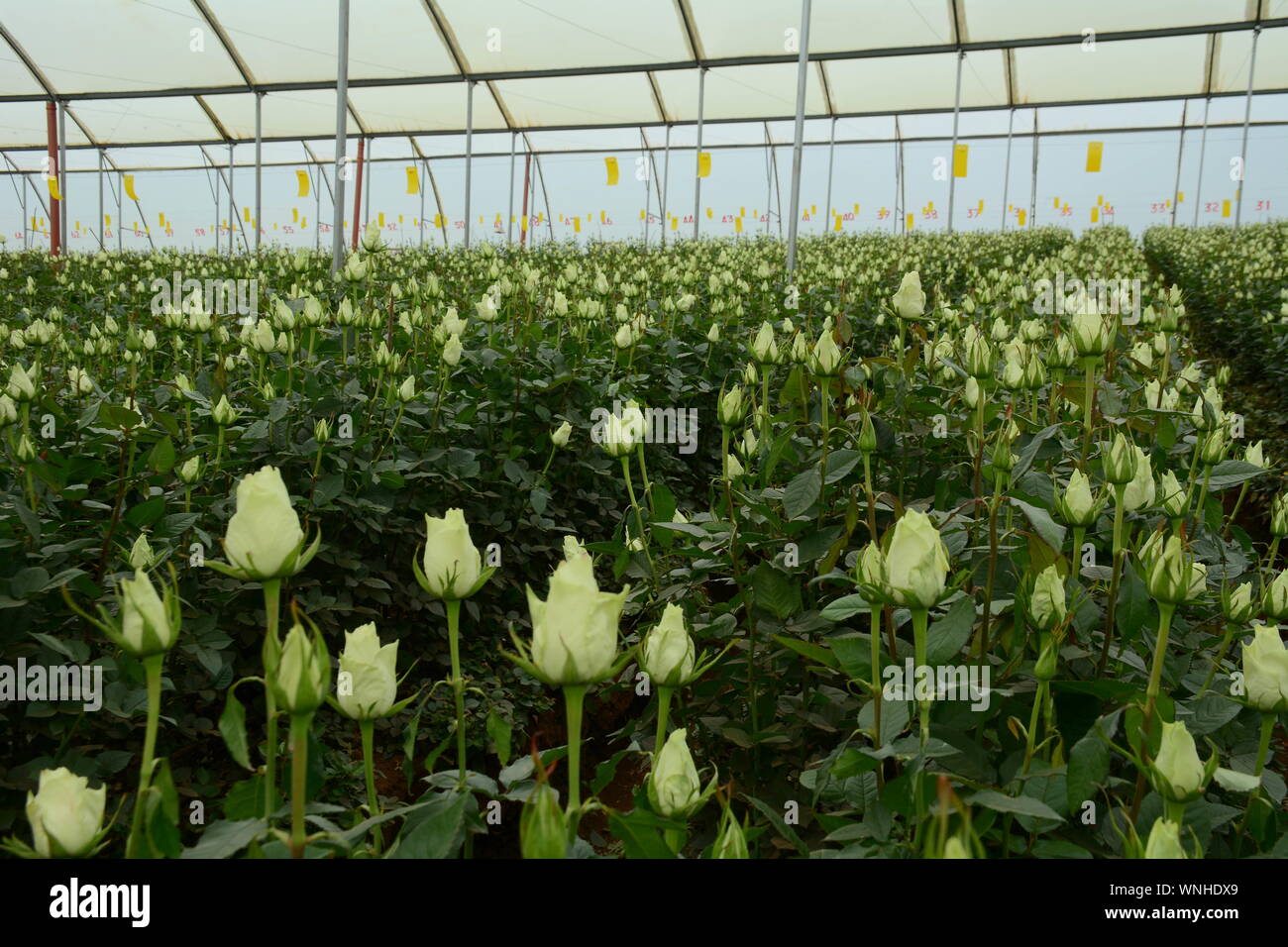Nairobi, Meru, Kenya. 3rd Sep, 2019. Roses in a greenhouse in Nairobi ...