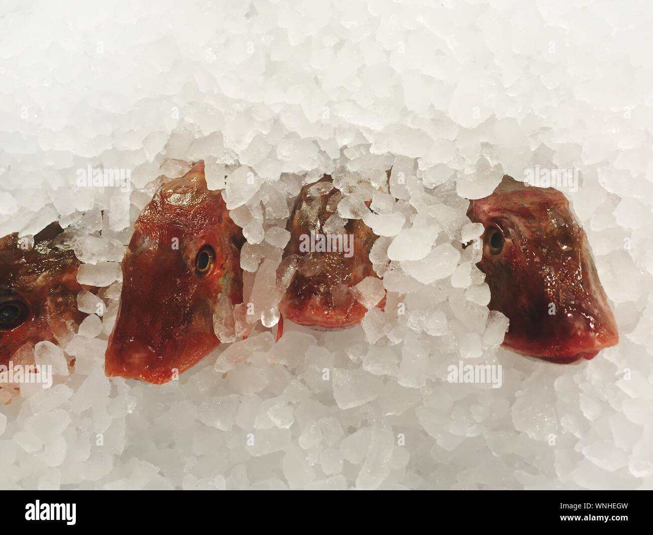 Fish covered in ice hi-res stock photography and images - Alamy