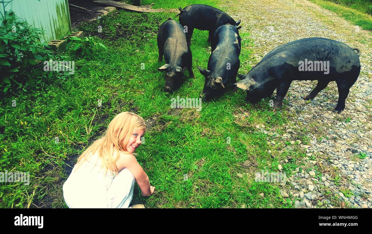 Real pigs hi-res stock photography and images - Alamy