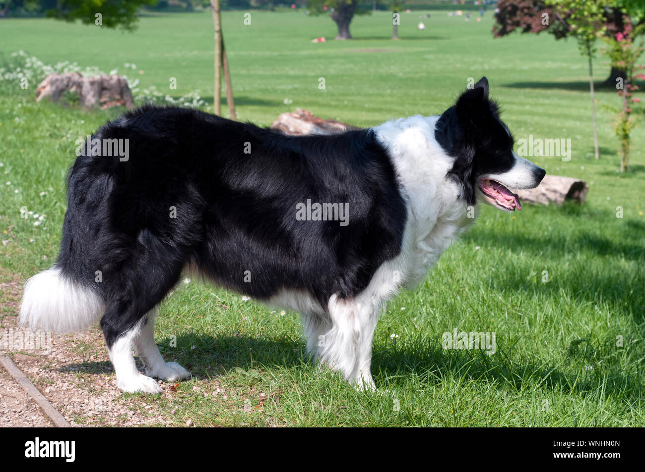 Border collie side view hi-res stock photography and images - Alamy