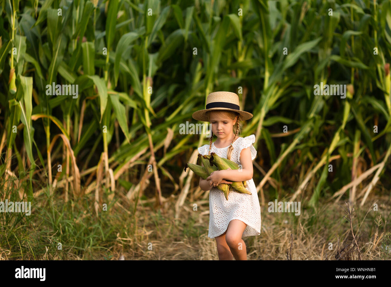 Little kid in a hat standing in the middle of a corn field. Harvest ...
