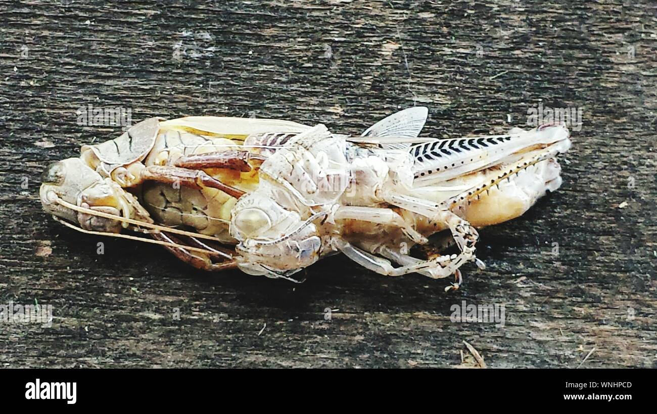 Grasshopper exoskeleton hi-res stock photography and images - Alamy