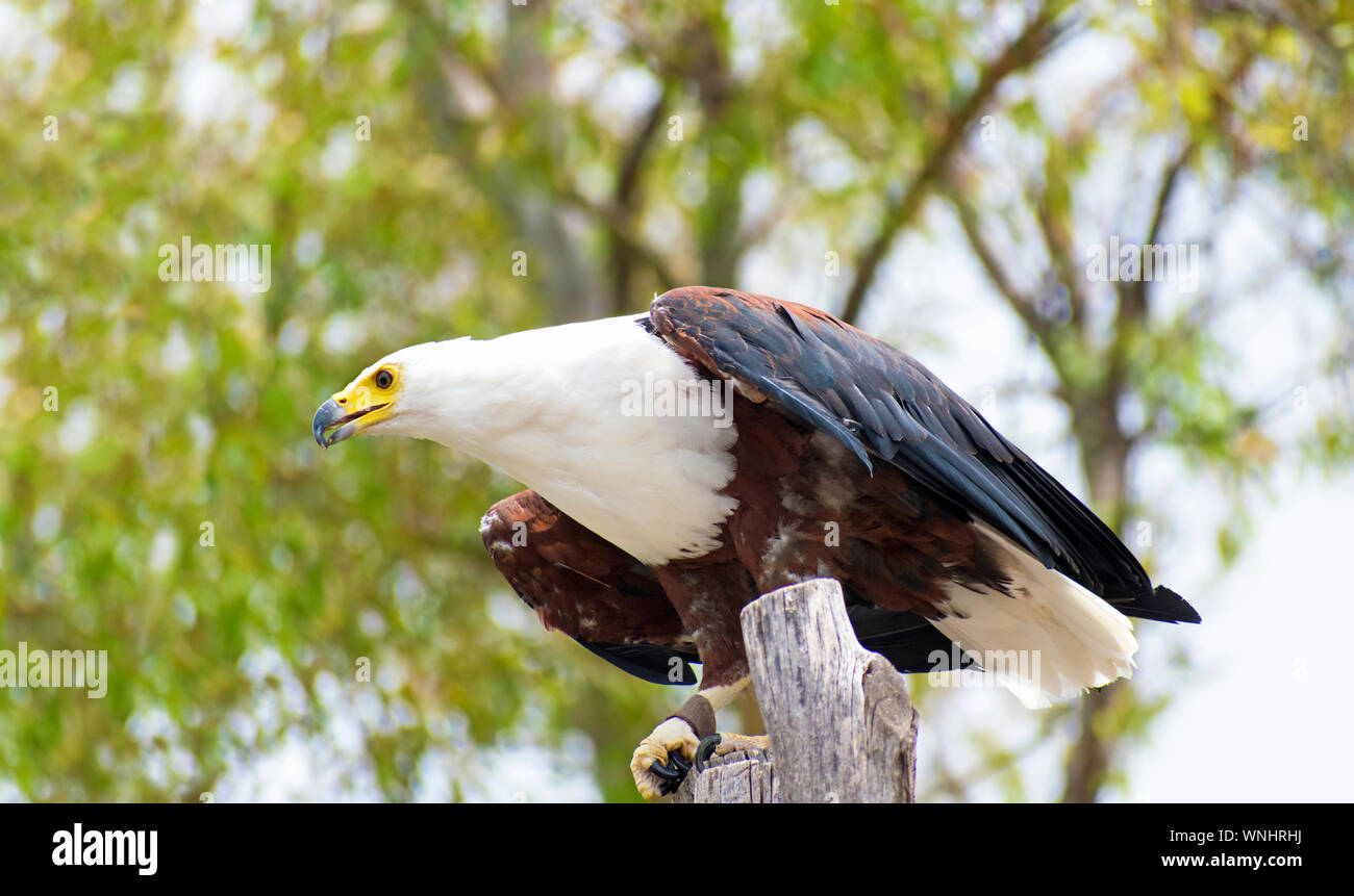 The African fish eagle also known as the African sea eagle or ...