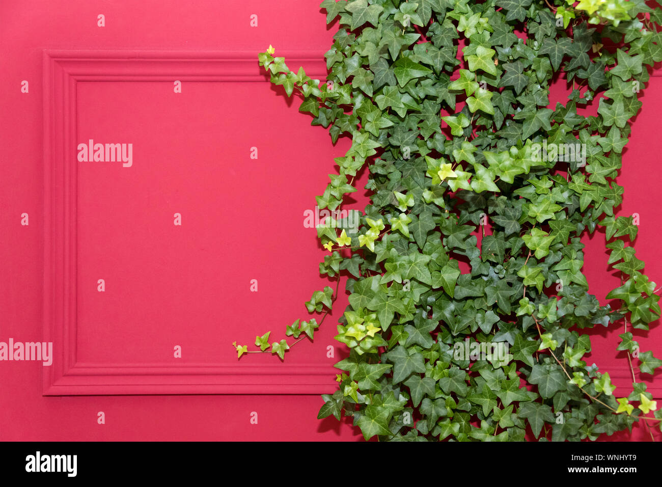 Red wall with frame half covered by Common Ivy. Also known as Hedera ...