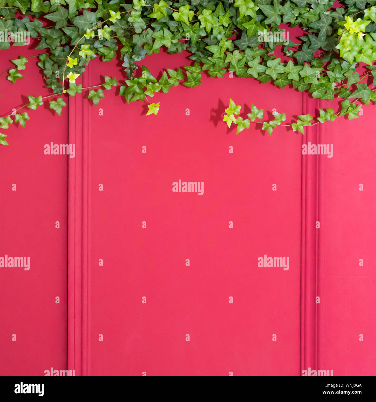 Red wall with frame half covered by Common Ivy. Also known as Hedera ...