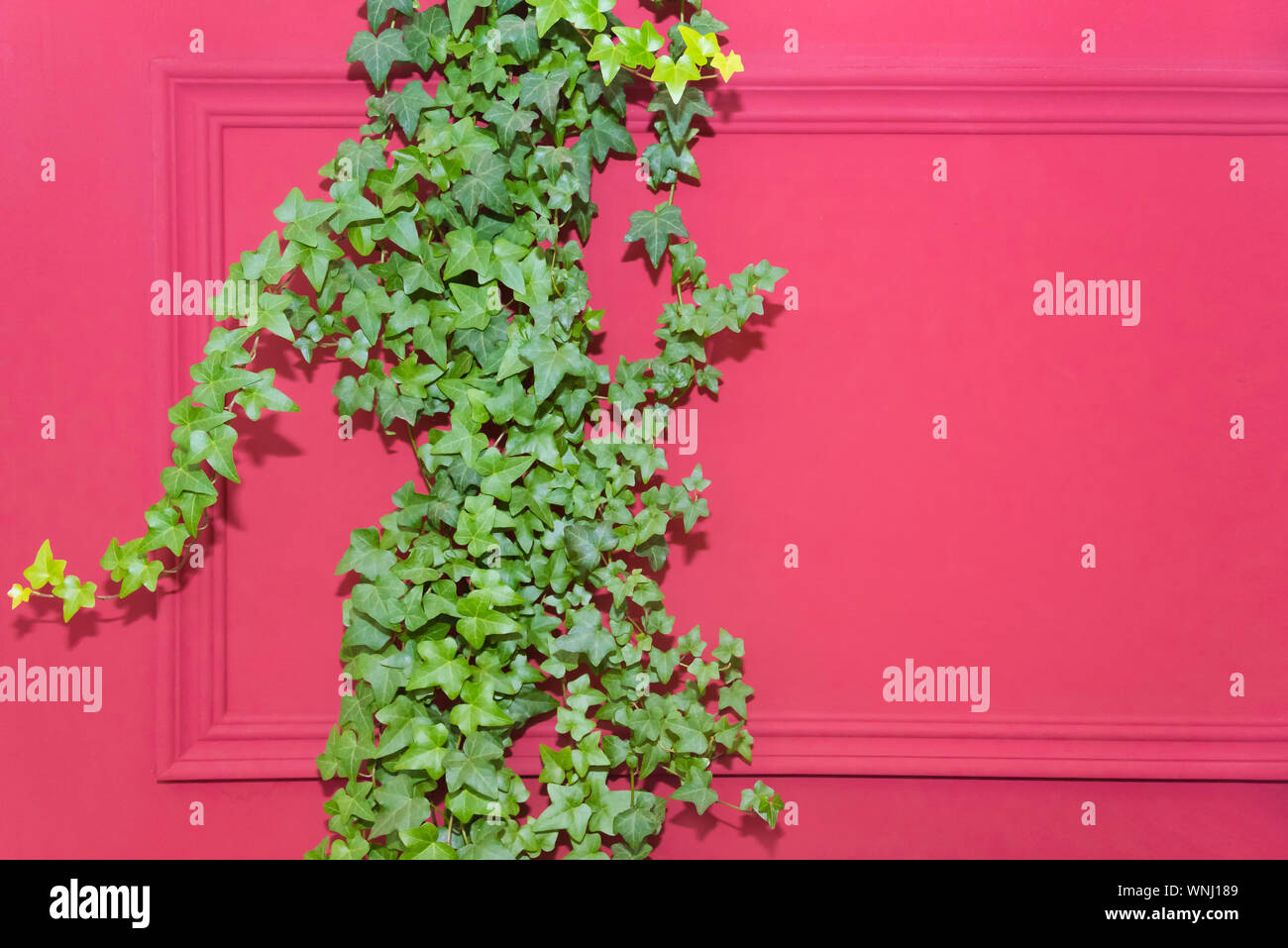 Red wall with frame half covered by Common Ivy. Also known as Hedera ...