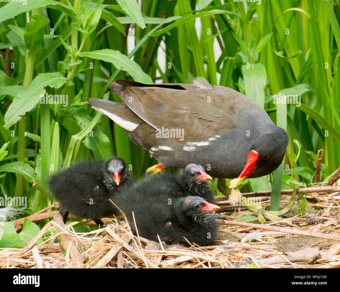 Moorhens hi-res stock photography and images - Alamy