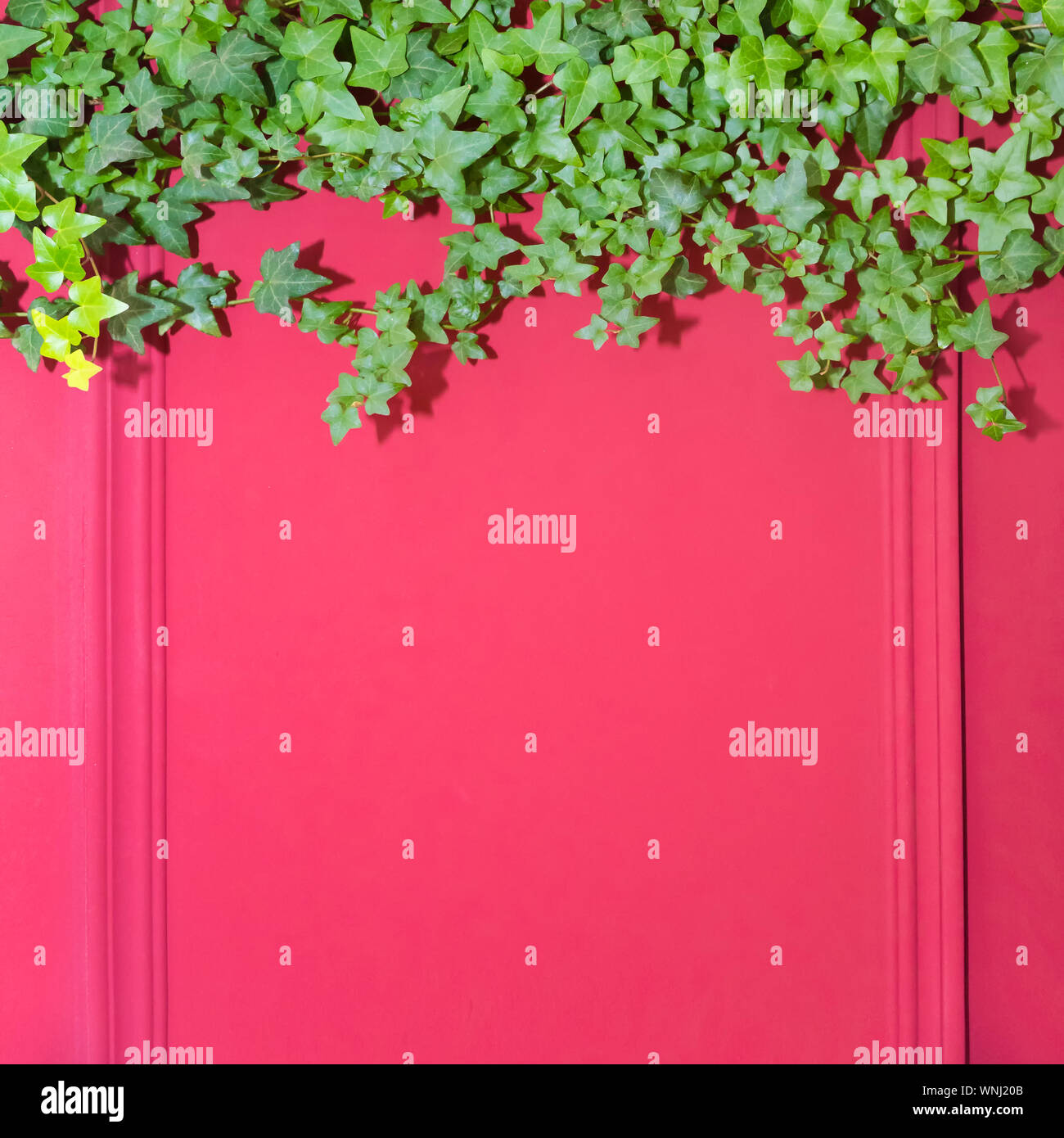 Red wall with frame half covered by Common Ivy. Also known as Hedera ...