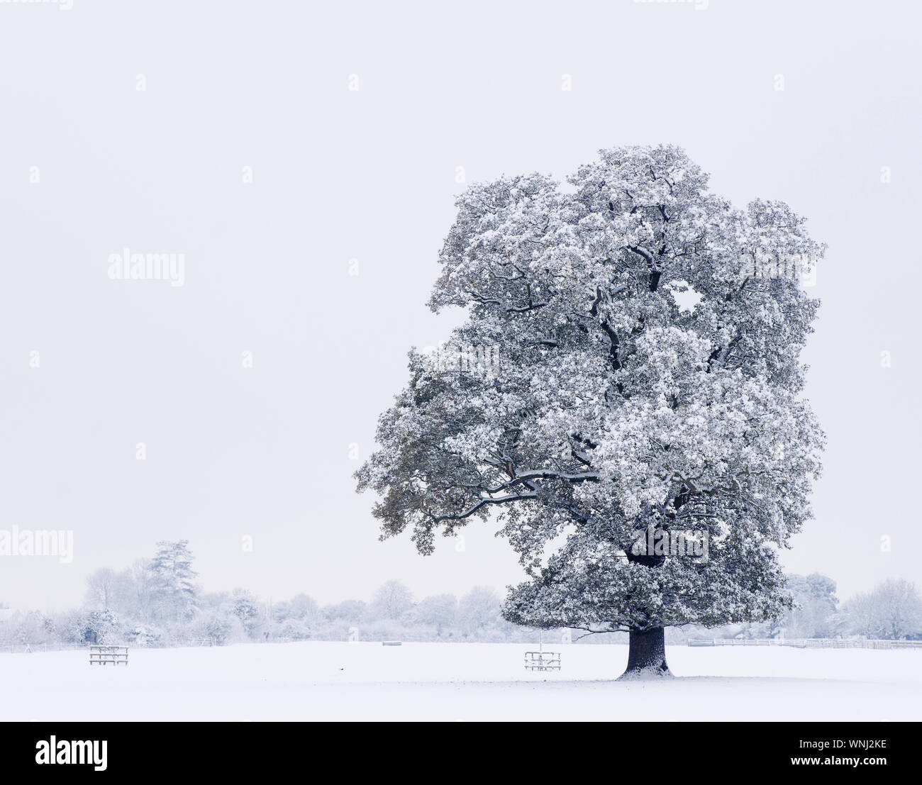 Oak tree in snow hi-res stock photography and images - Alamy