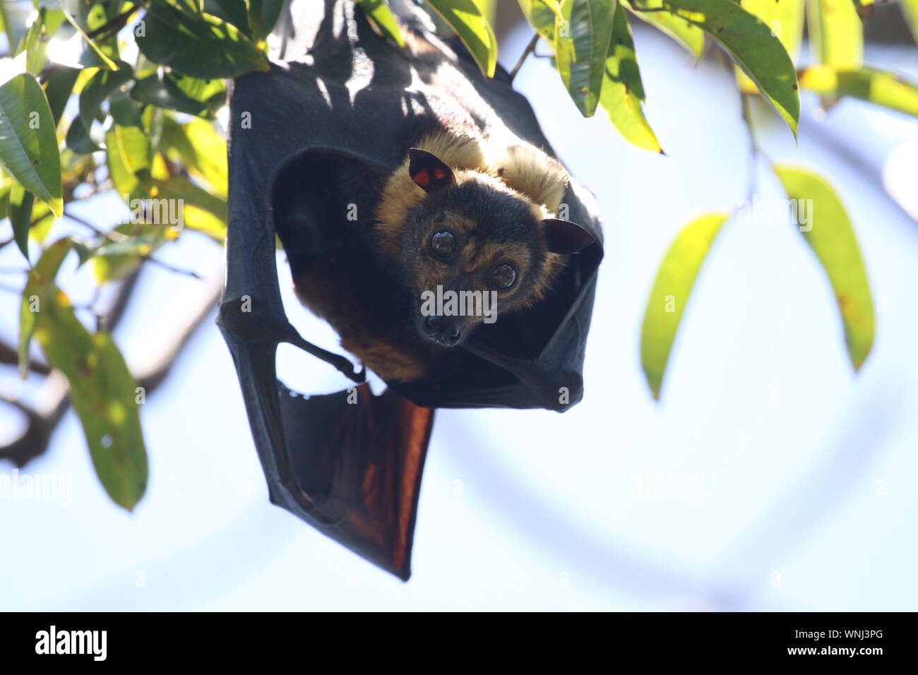 Fruit bat hanging in tree hi-res stock photography and images - Alamy