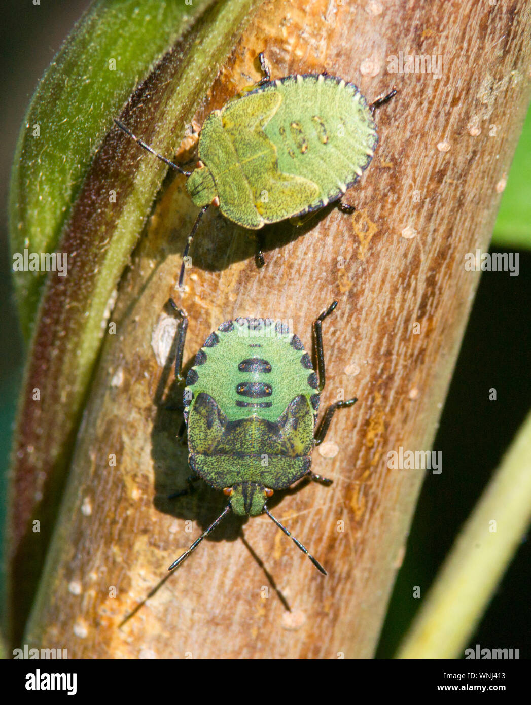 Green shield bugs hi-res stock photography and images - Alamy