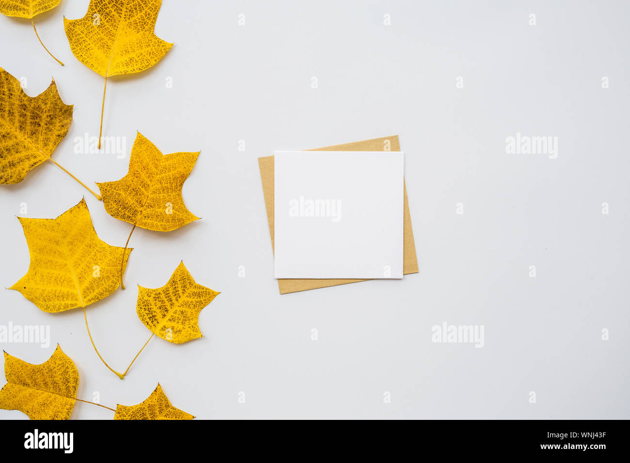 Thanksgiving holiday objects for mock up template design. blank of ...