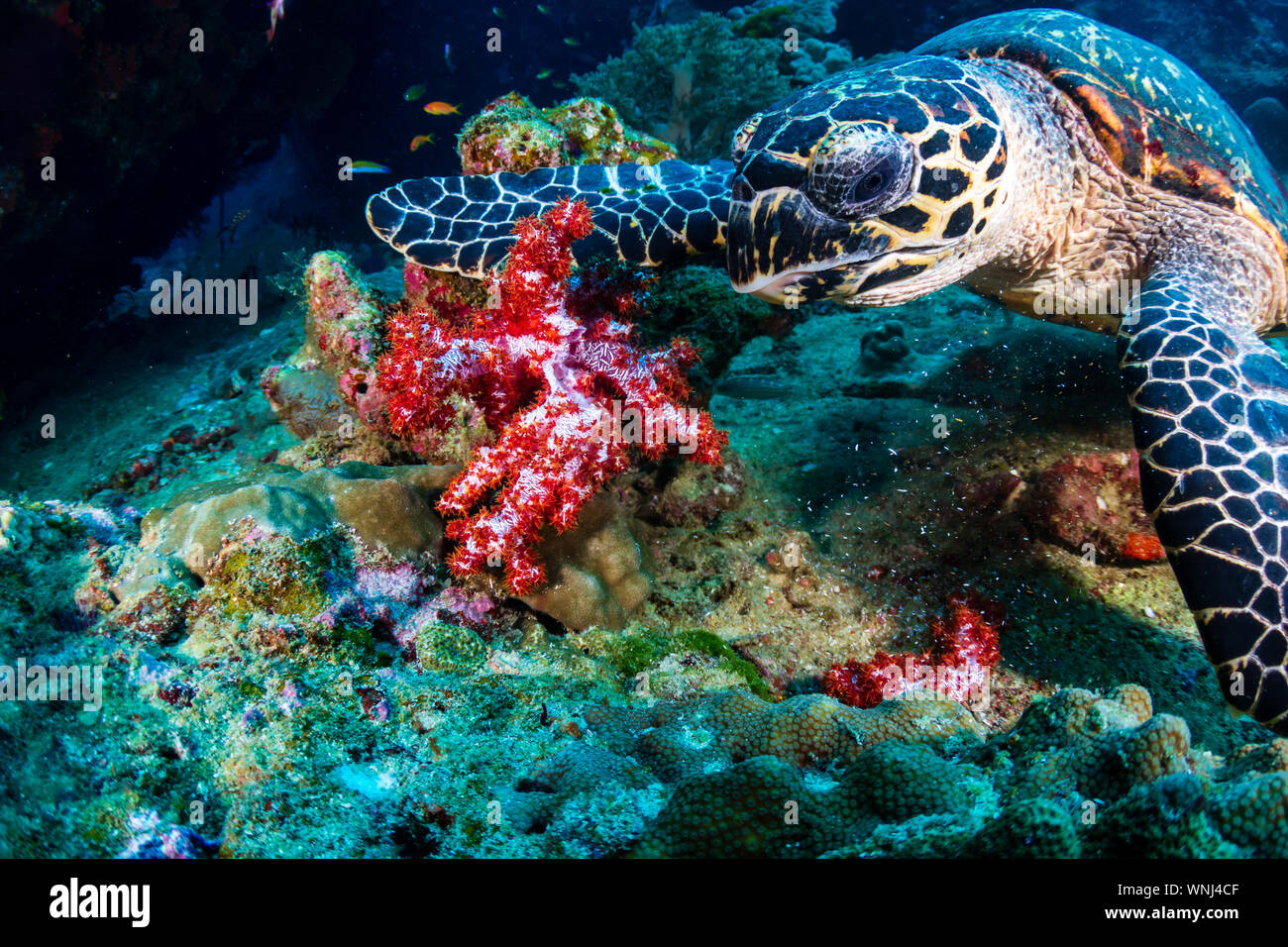 Hawksbill Sea Turtle feeding on soft corals on a tropical coral reef ...
