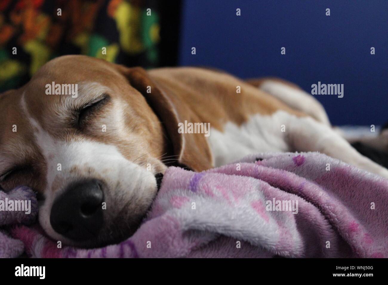 Close-up Of Dog Sleeping On Bed At Home Stock Photo - Alamy