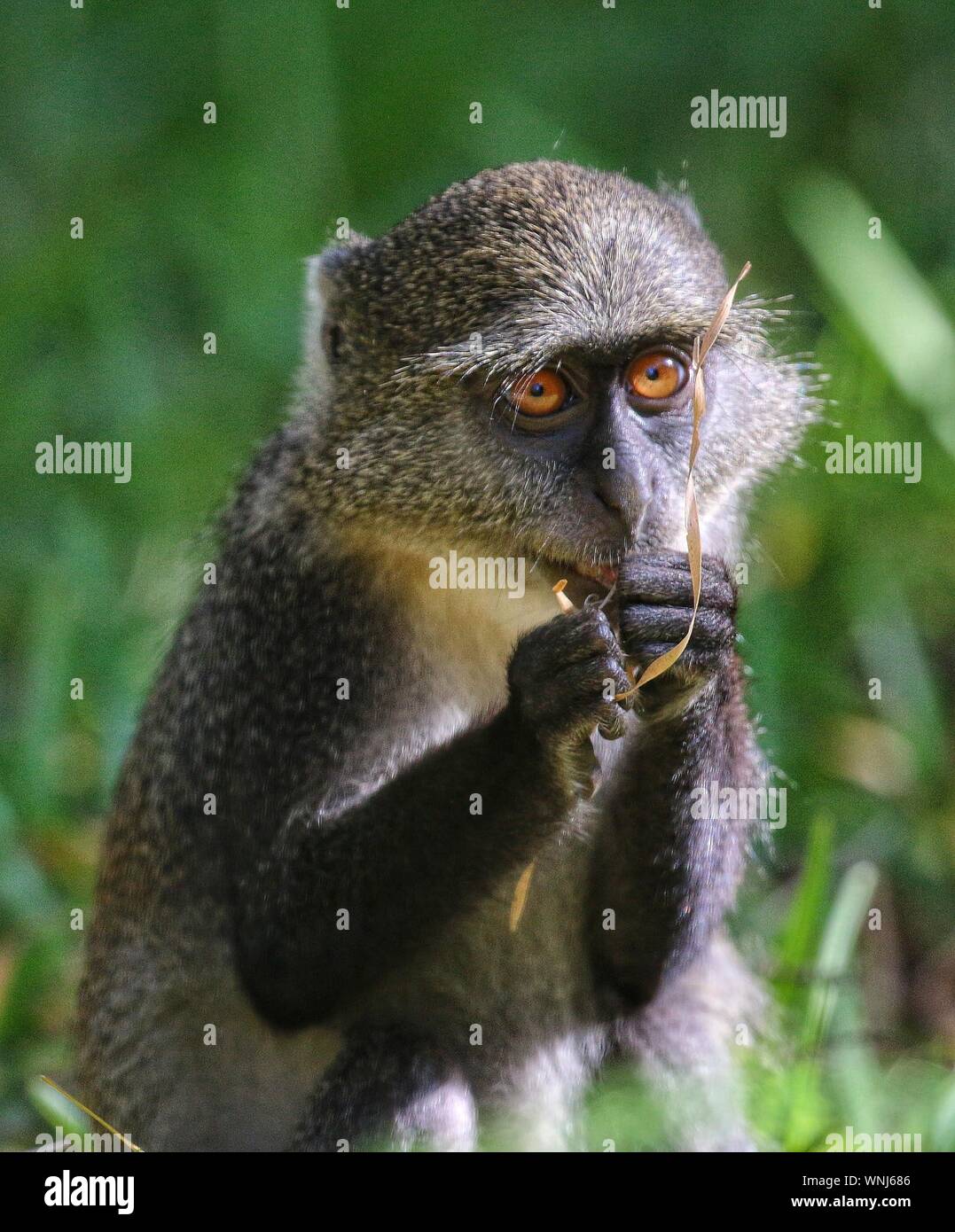 Hair vine hi-res stock photography and images - Alamy